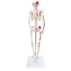 Buy Anatomical model: mini skeleton w/muscles on base online at ...